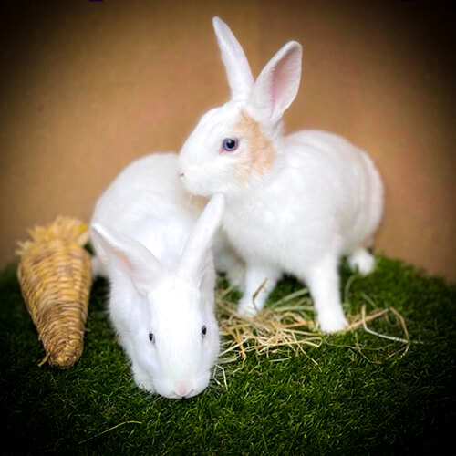 Safe Haven Animal Rescue – Rescue Animal